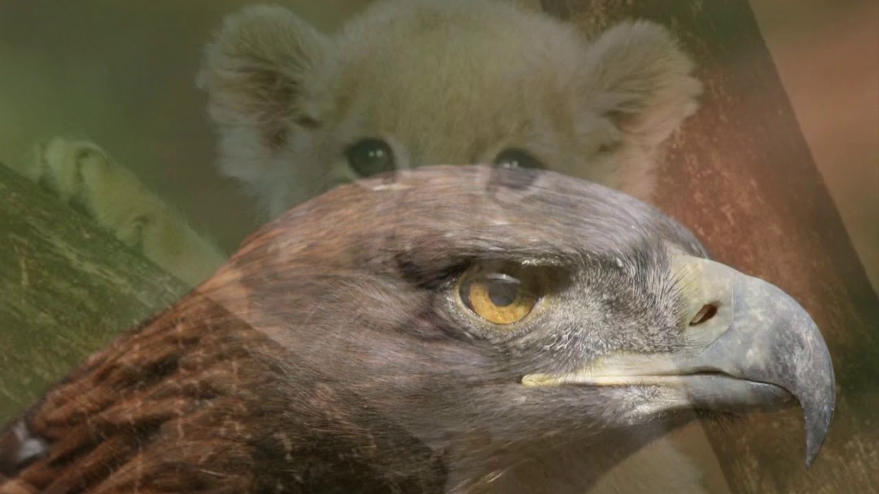 CUENTO Los tres leones - YouTube