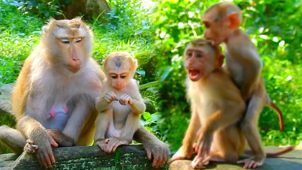 Most Attractive & Beautiful Monkey Scenes: Watch Them Play Happily ...