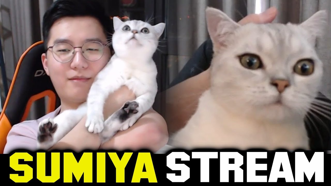 JOJO Cat Cam is back | Sumiya Invoker Stream Moment #1483 - YouTube