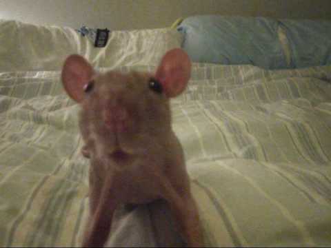 2 Cute Rats Play - YouTube