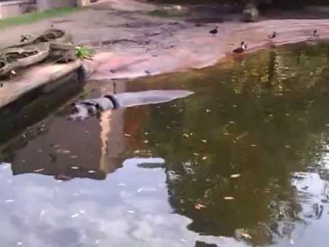 Hippos At Zoo Antwerp