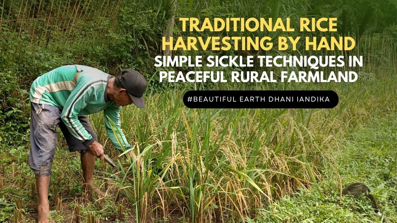 Traditional Rice Harvesting by Hand: Simple Sickle Techniques in ...