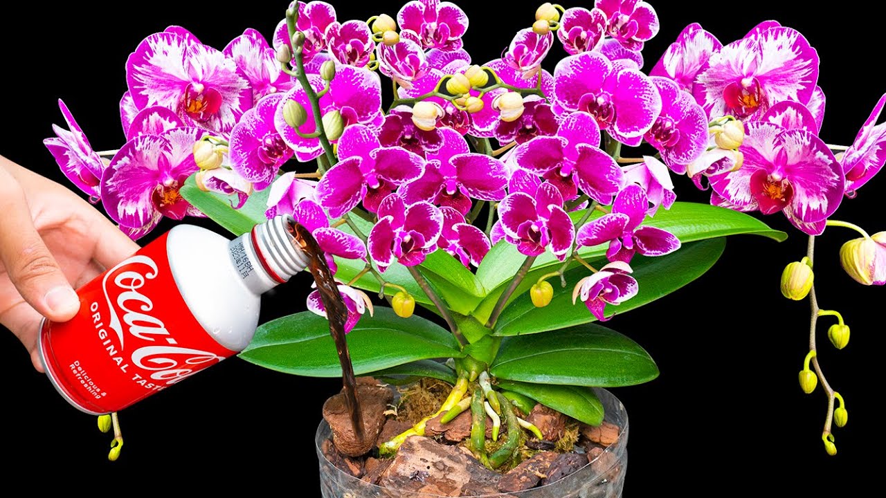 Just A Bottle Of Coke Is A Very Beautiful Magical Blooming Orchid YouTube just-a-bottle-of-coke-is-a-very-beautiful-magical-blooming-orchid-youtube