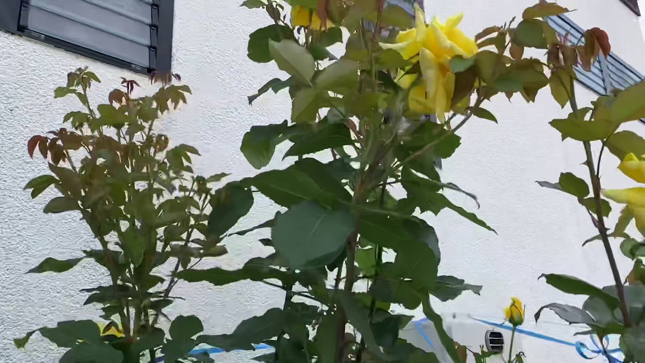 Roses - YouTube