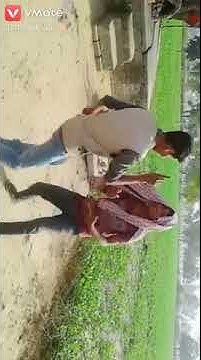 Sohan Kumar Kamarpur satrikh Barabanki(4) - YouTube