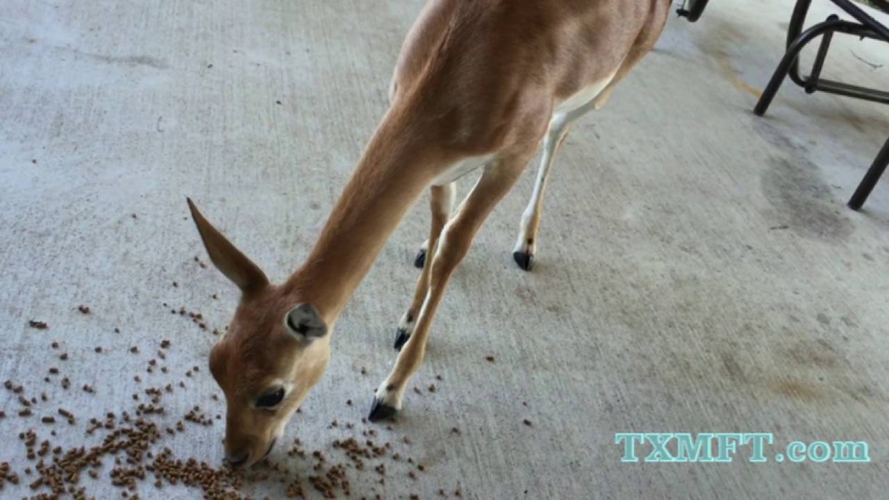 Birdie the antelope - cutest pet ever! She talks to you, follows ...