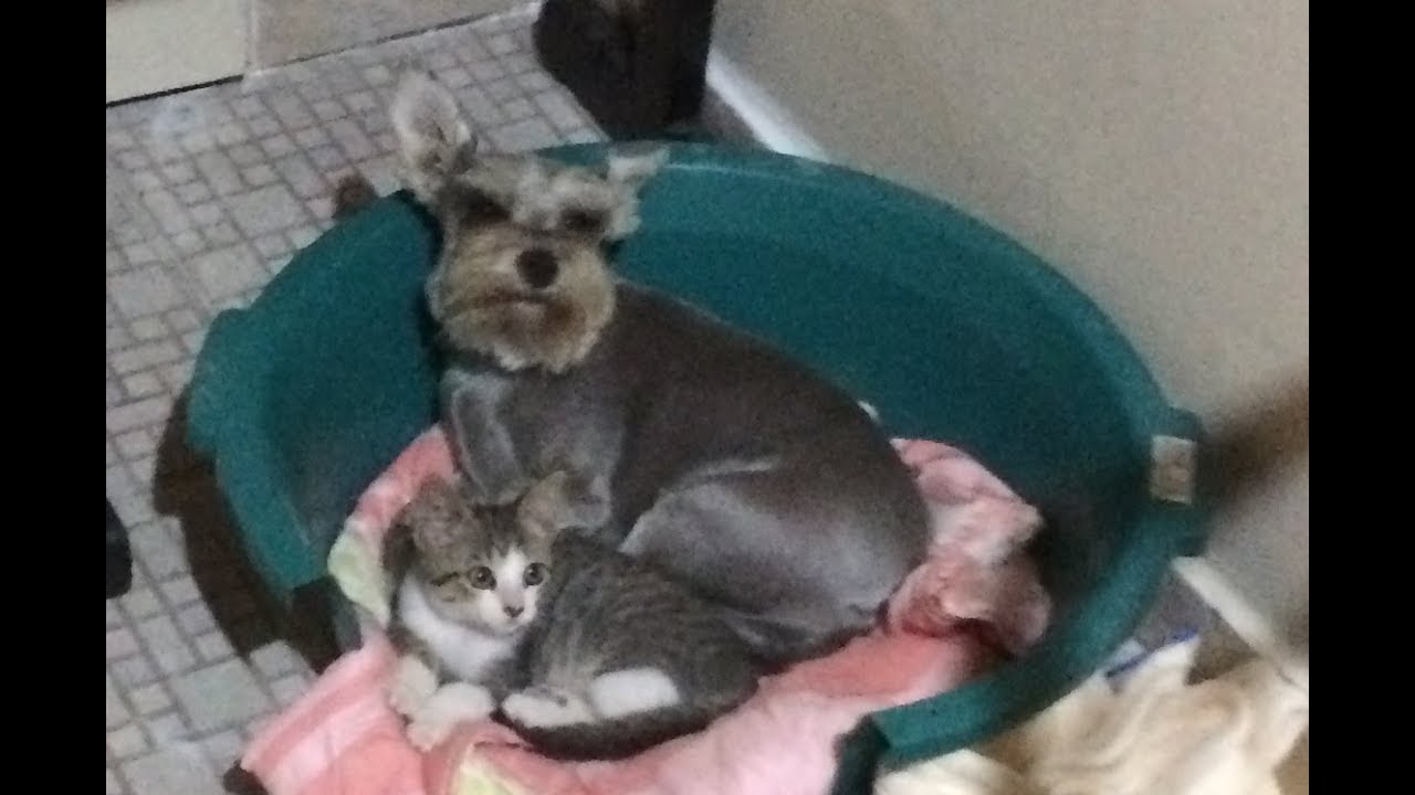 Acho Que Vi Uma Gatinha Youtube