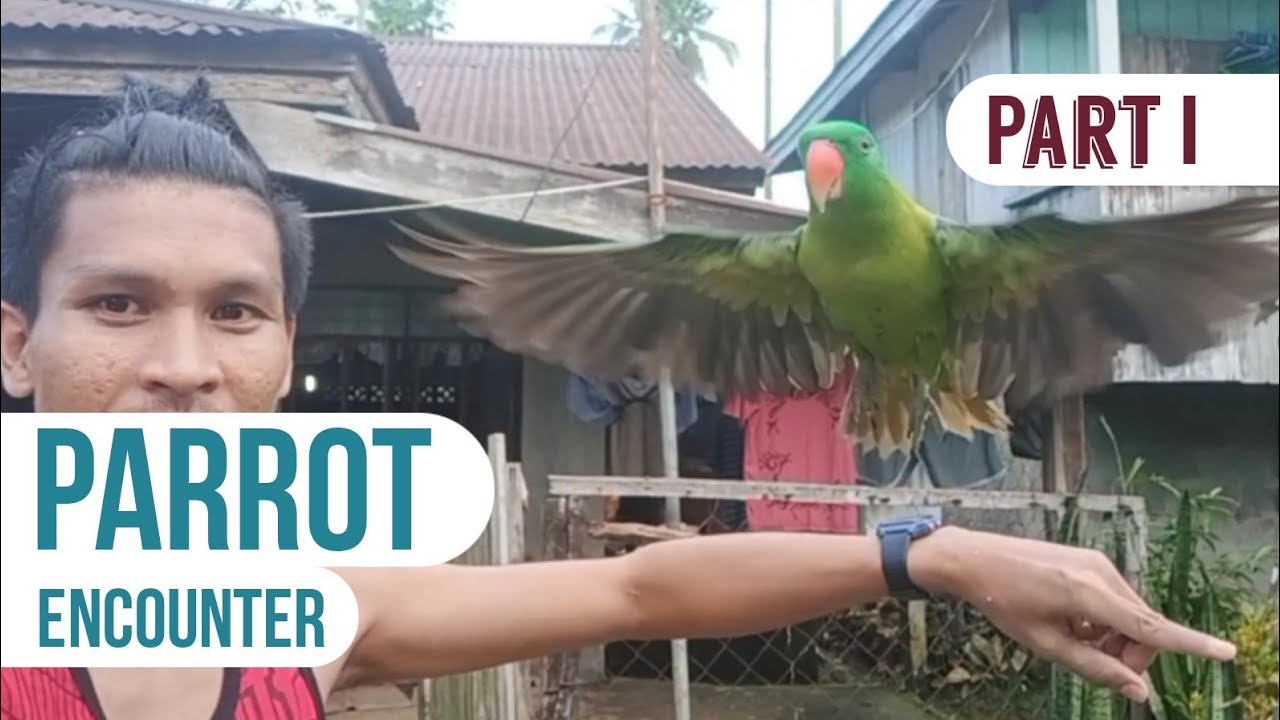 elcasian - PARROT ENCOUNTER Part I - YouTube