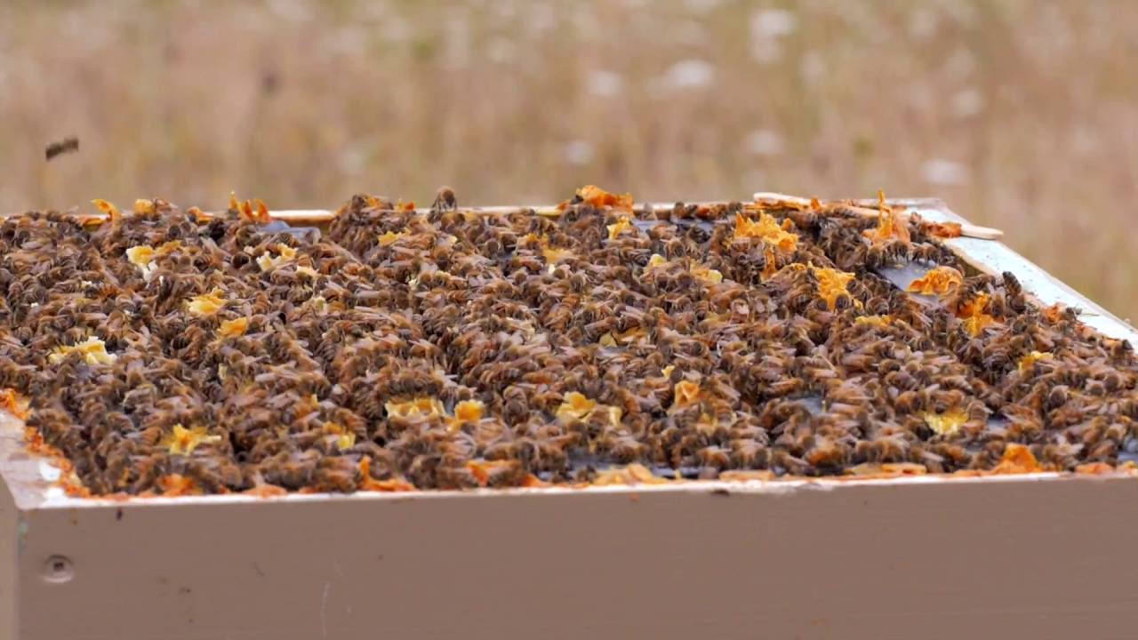 Ceracell Beekeeping Supplies - YouTube