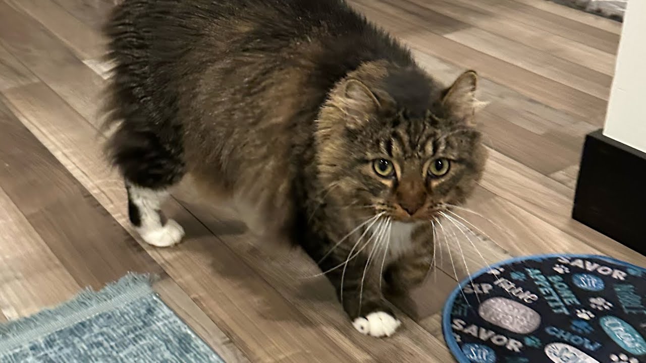Cute cat Theo comes out to say hey to owner - YouTube