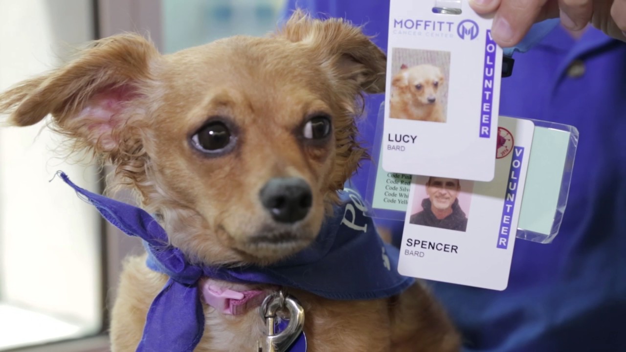 Rescue Dog Comforts Cancer Patients - YouTube