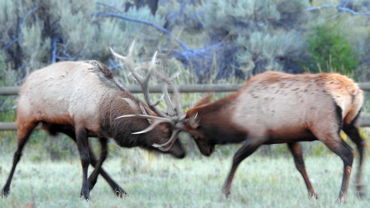 That Time We Saw An Elk Battle At Yellowstone 🦌💥🦌 - YouTube