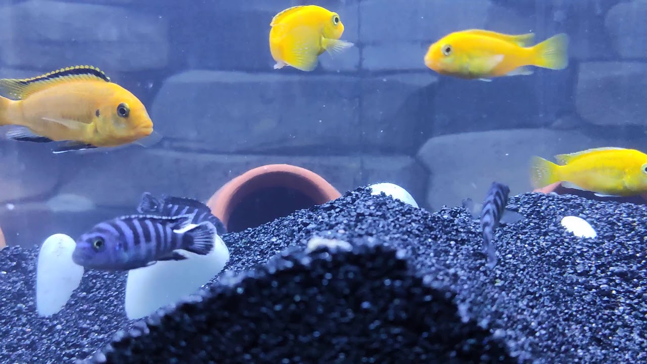 My Aquarium!!! Fish hobbyist!!! African Cichlids!!! Frontosa ...