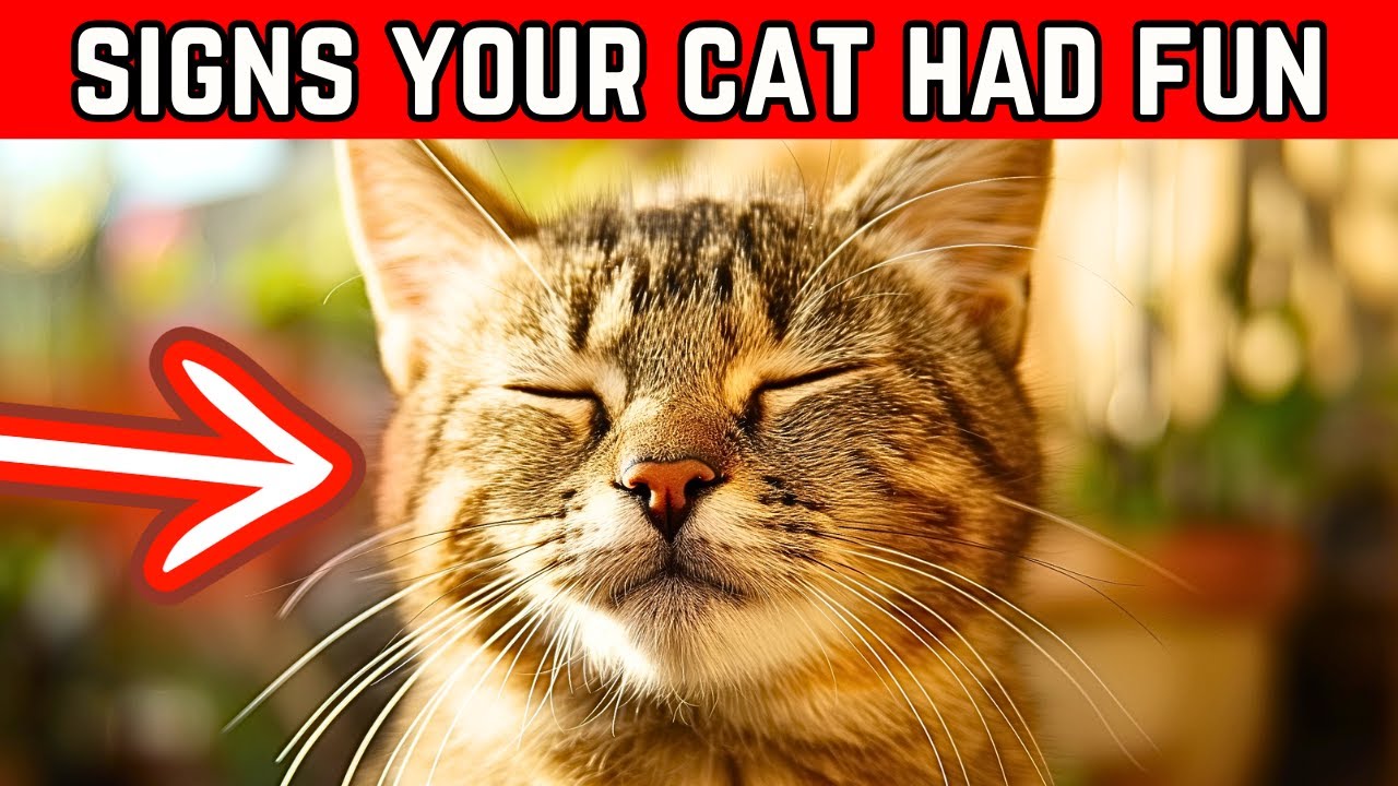 10 Signs Your Cat Has Had a Fun Day (SO ADORABLE) - YouTube