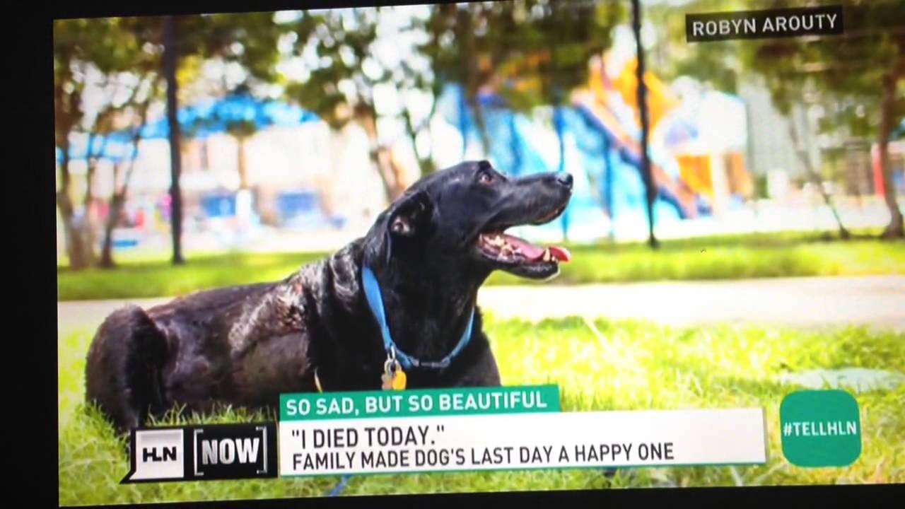 A dogs last day - YouTube