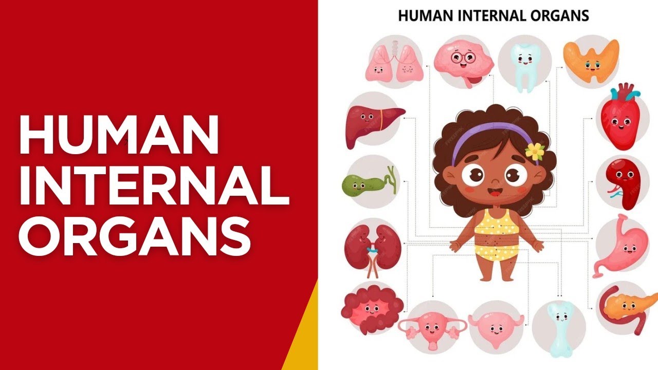 Internal Organs | Our Body | Body parts for kids |@elearningtv07 - YouTube