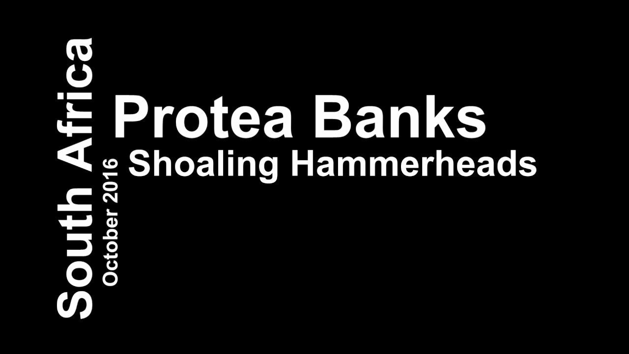 Scuba Diving with Sharks. Protea Banks South Africa. Shoaling ...