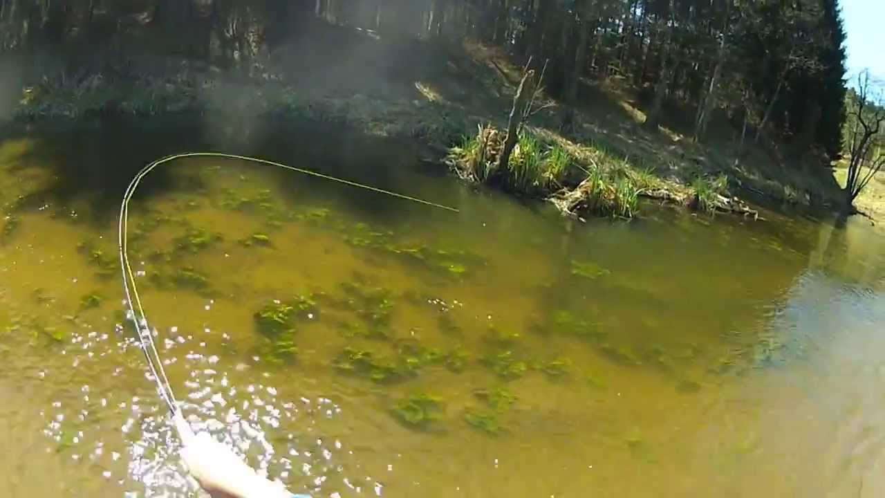 Fly Fishing in Poland for European Chub - YouTube