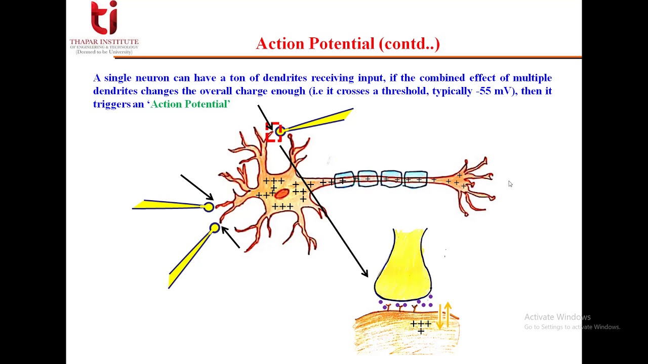 Series 2 Lecture 3 How Two Neurons Communicate - YouTube