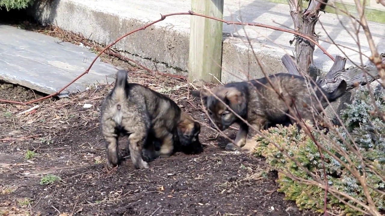 Keeshond Mix Puppies for Sale - YouTube