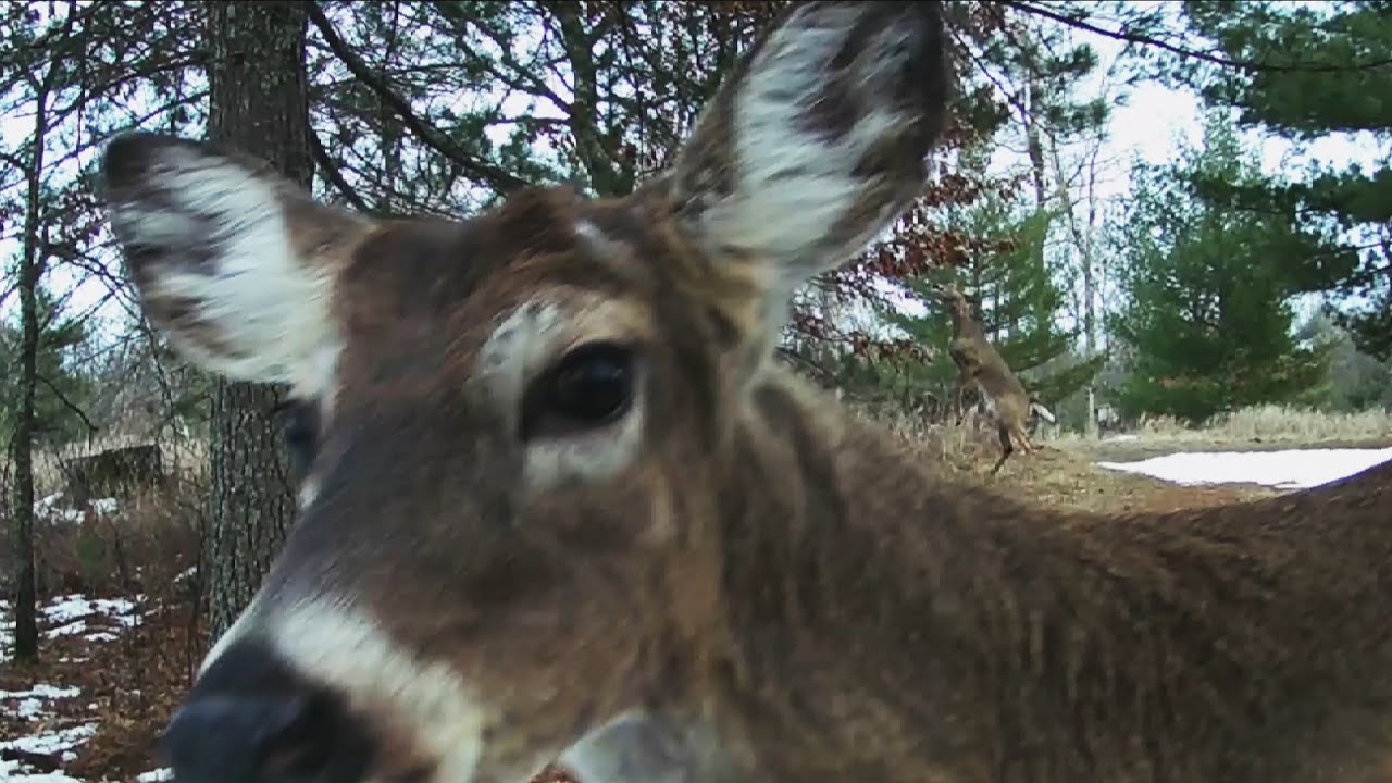 Deer Stands on Hind Legs! Up Close, And 9 Group Up Pass Through the ...