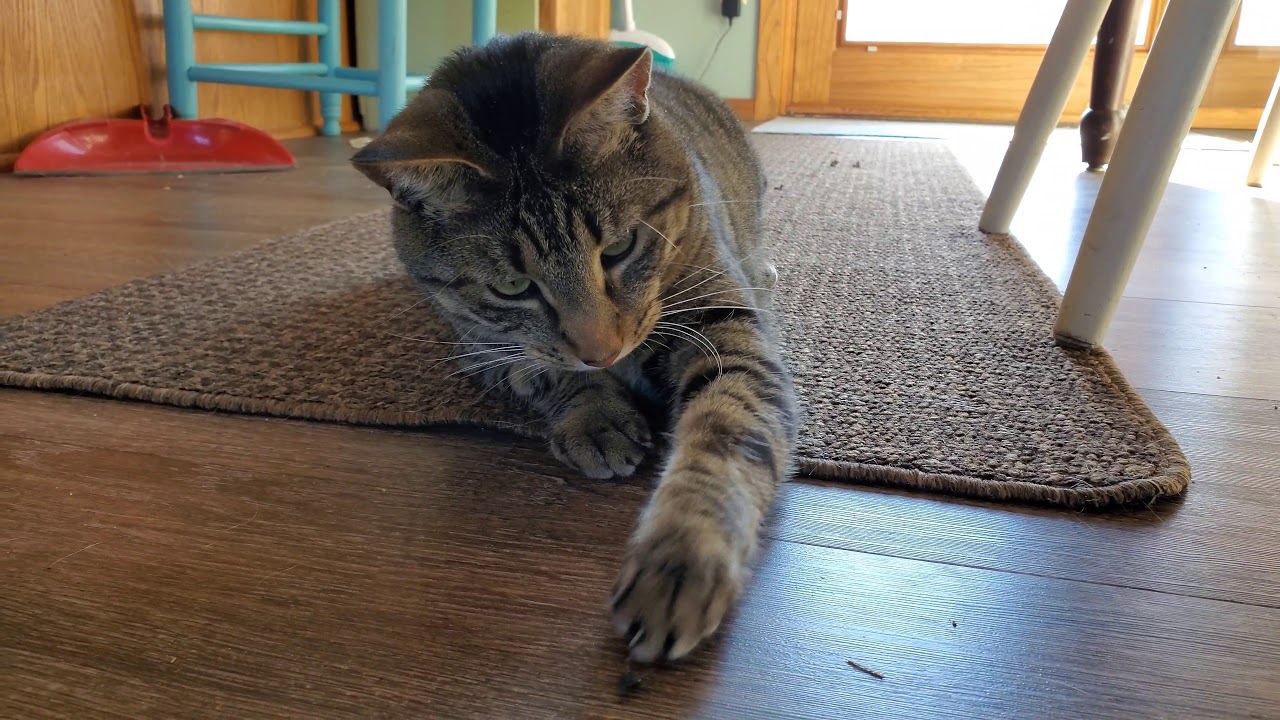 Cat Playing With a Fly | Kitty Caught a Sky Raisin - YouTube