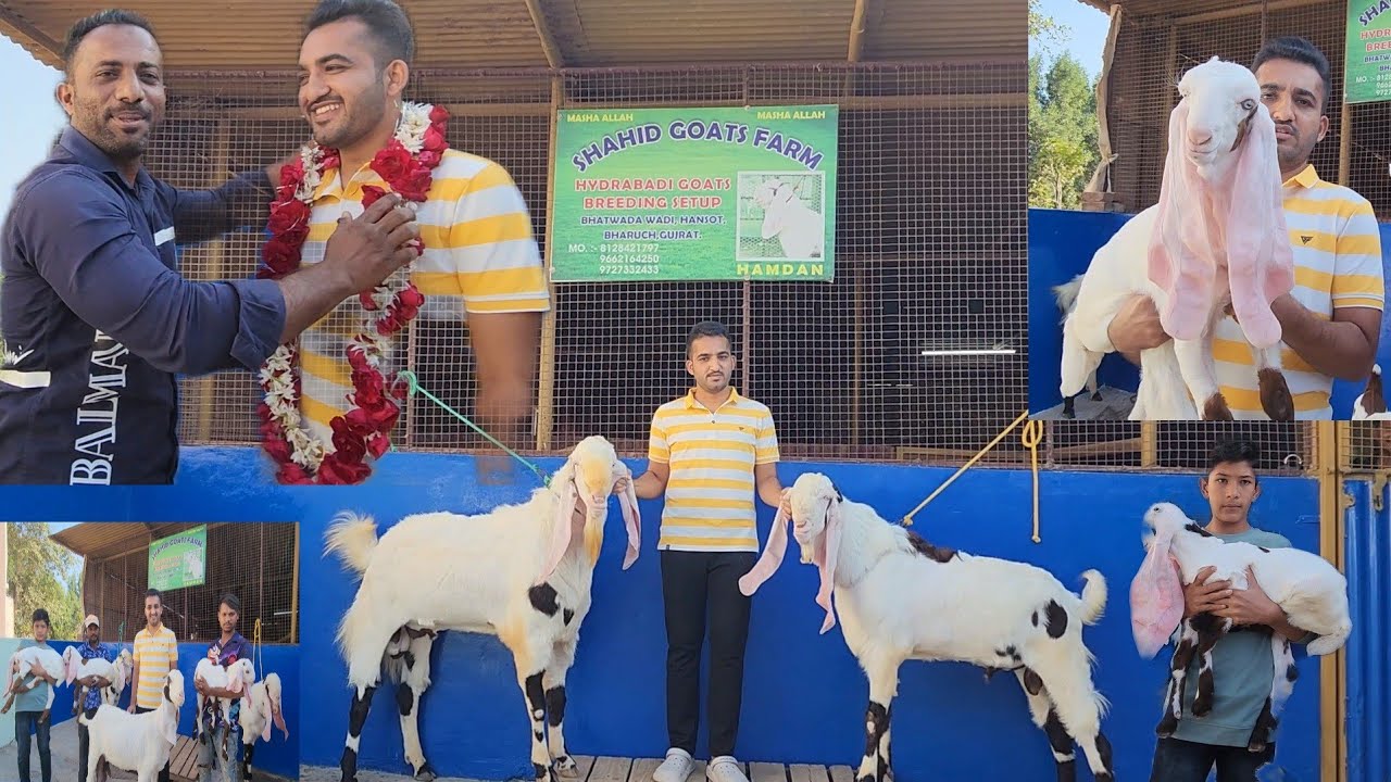 The Best Hyderabadi Breeding Setup India | Shahid Goat Farm Gujarat ...