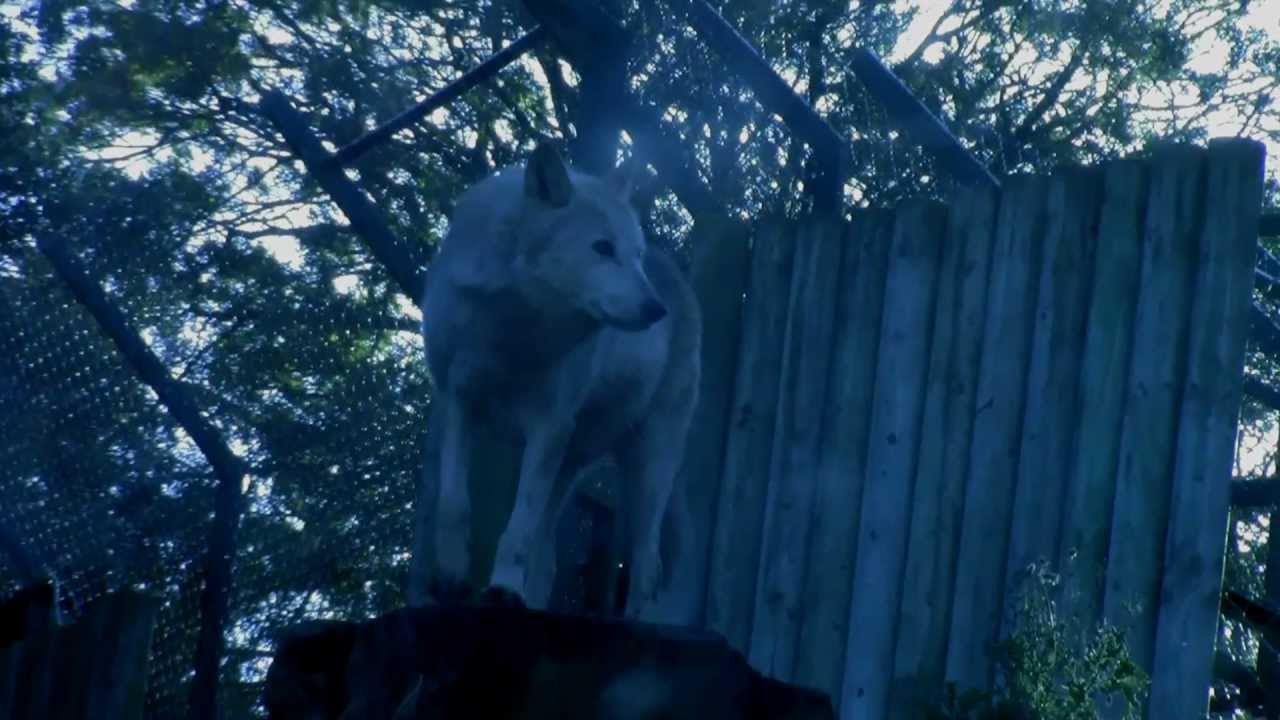 ANIMAL SOUNDS WOLF - YouTube
