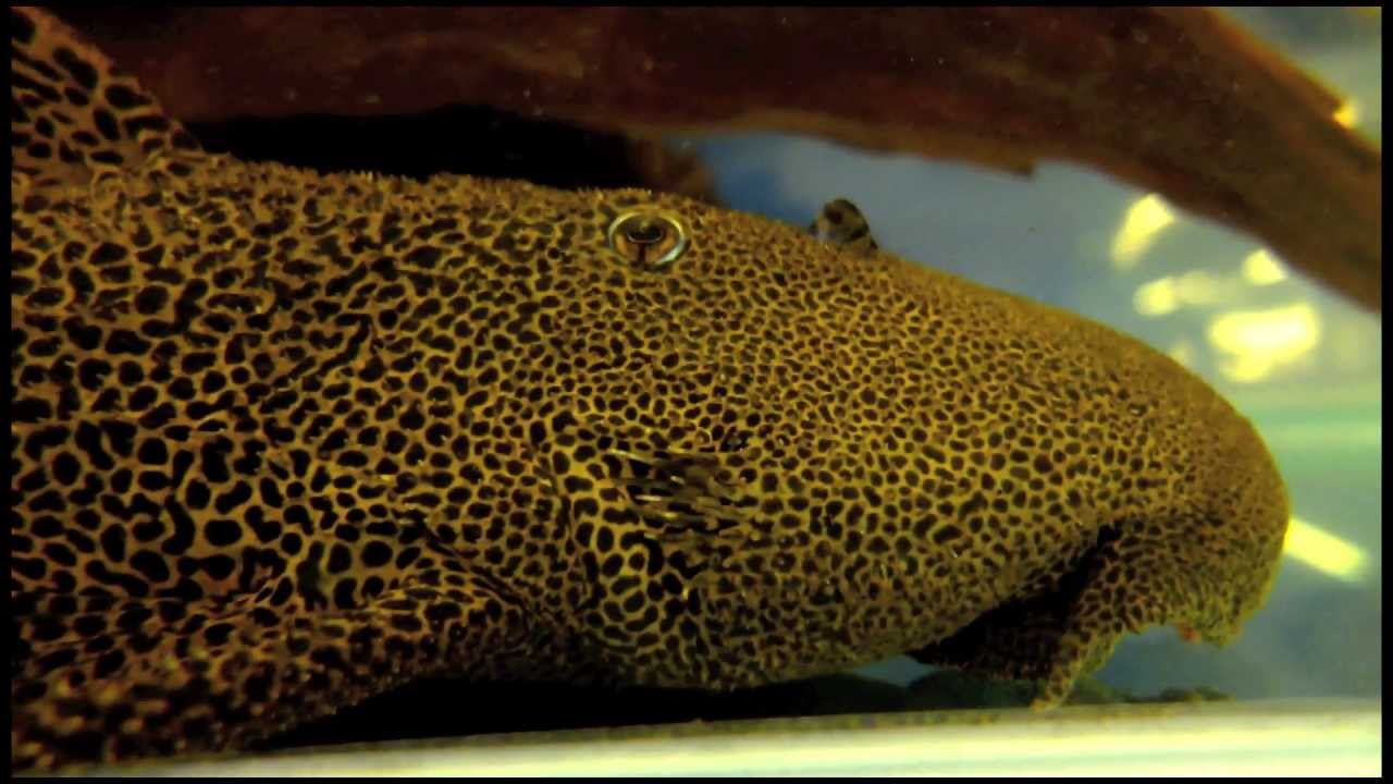 Pseudacanthicus leopardus - Rare Aquatics - YouTube