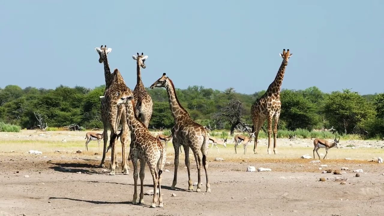 Animals videos giraffe 🦒 giraffe videos forest animals videos giraffe 🦒 ...