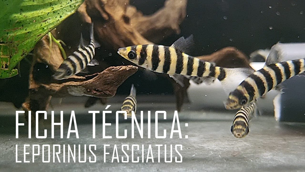 El pez lápiz listado (Leporinus fasciatus) Ficha Técnica - YouTube