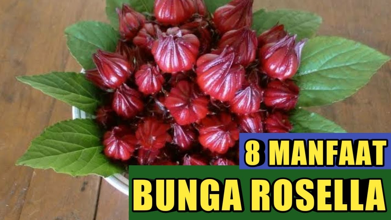 8 Manfaat Bunga Rosella Bagi Kesehatan | Teh Bunga Rosella - YouTube