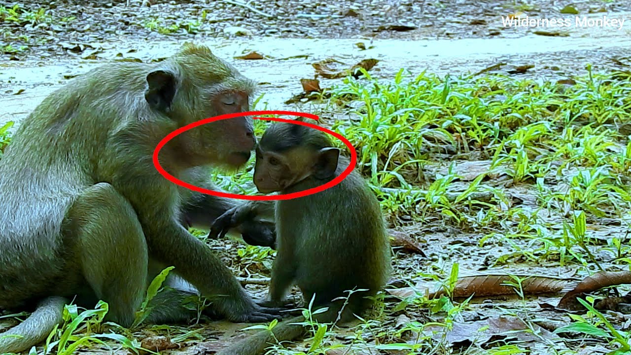 Mother🙉🙉monkeys kisses babe monkey 🙉so lovely 😍😍 - YouTube