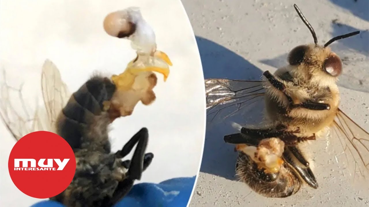 Las abejas eyaculan hasta morir durante las olas de calor - YouTube