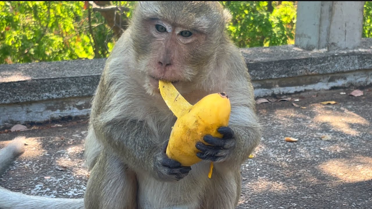 Feeding mango to the big monkey #monkey - YouTube