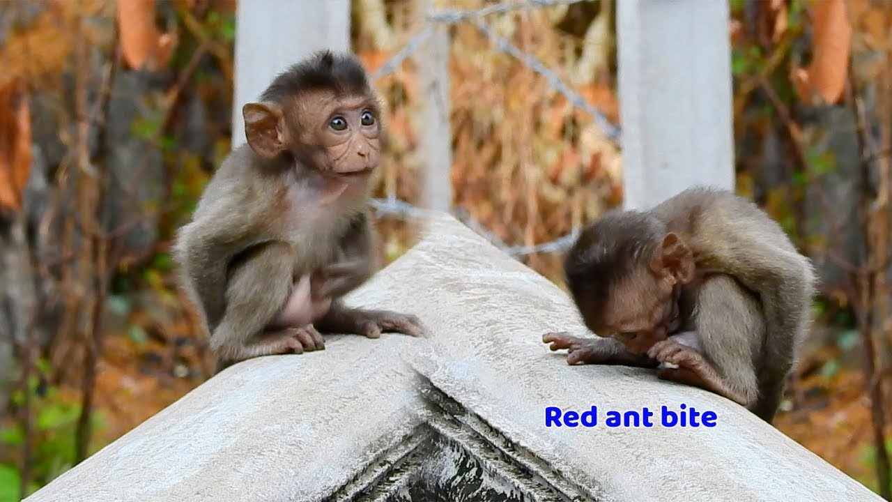 Very pity baby monkey Milo - YouTube