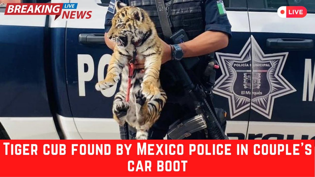 Tiger cub found by Mexico police in couple's car boot #maxico #news ...