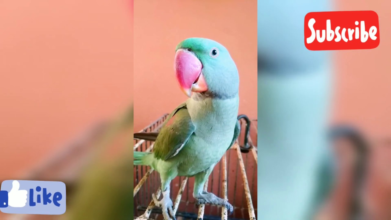 How to train a parrot for play/parrot training - YouTube