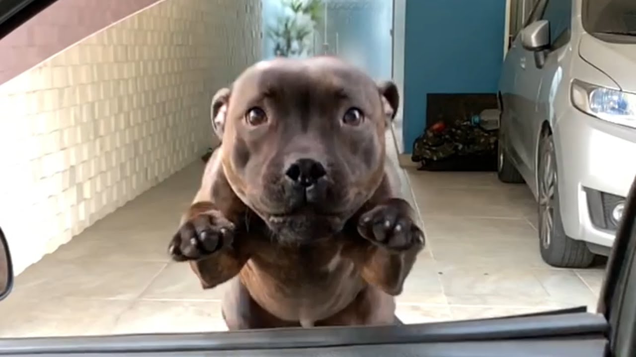 Dog Refuses To Be Left Behind And Jumps Into Car - YouTube