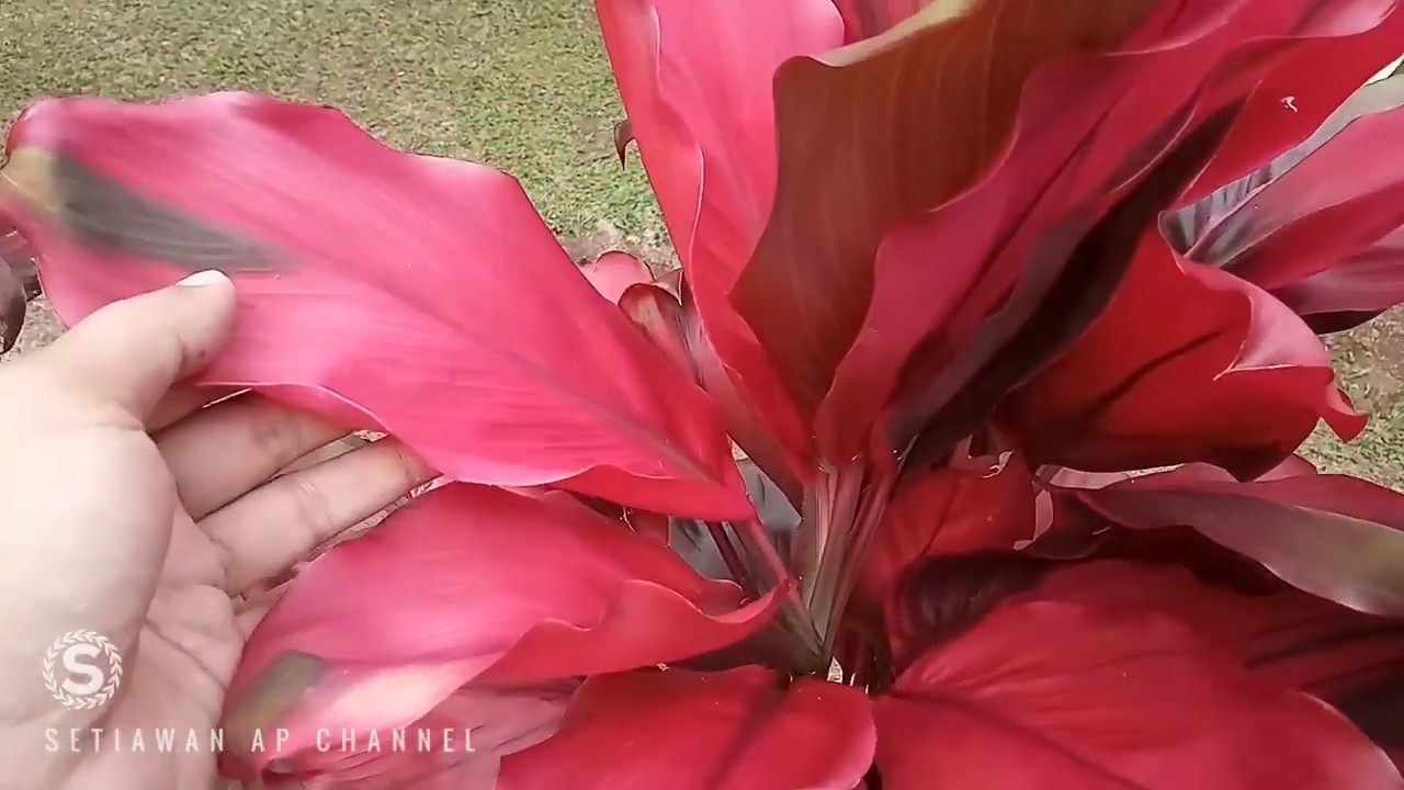 Tanaman Hias Andong Merah Atau Hanjuang Yang Bermanfaat Bagi Kesehatan ...