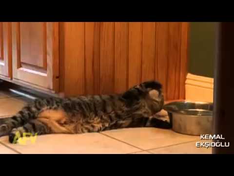 Pek Güzel Keyif Yapan Kedi