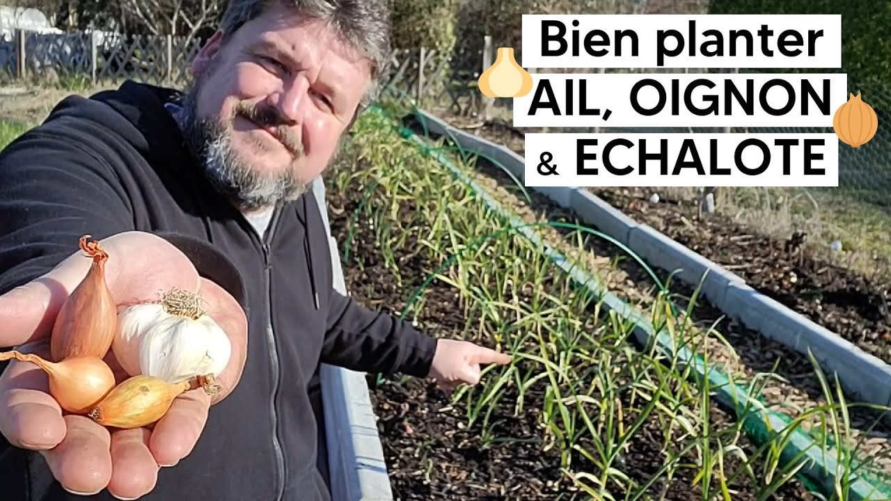 Comment bien planter AIL, OIGNON & ECHALOTE 🧅🧄 『TUTO』 - YouTube