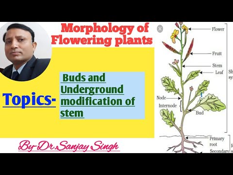 Buds ,types of buds and Underground modification of stem - YouTube