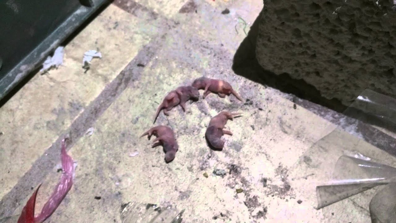 Nido De Ratones Y O Son Del Pri YouTube nido-de-ratones-y-o-son-del-pri-youtube