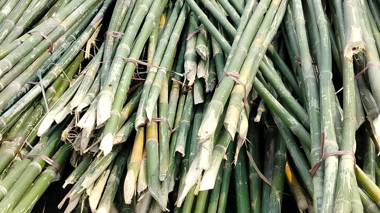 Assam Bamboo market At nagaland and Dimapur bamboo business plan ...