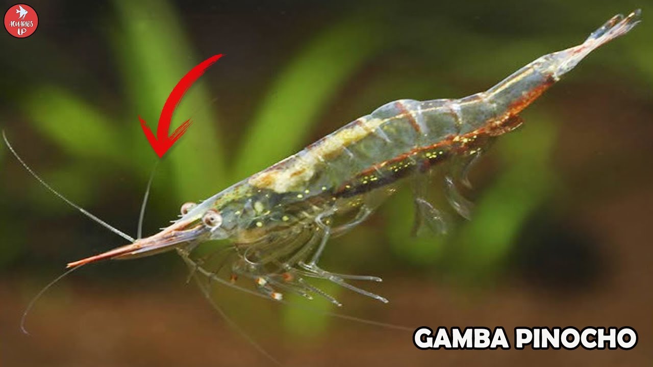 La GAMBA PINOCHO | Cuidados y Alimentación | Caridina gracilirostris ...