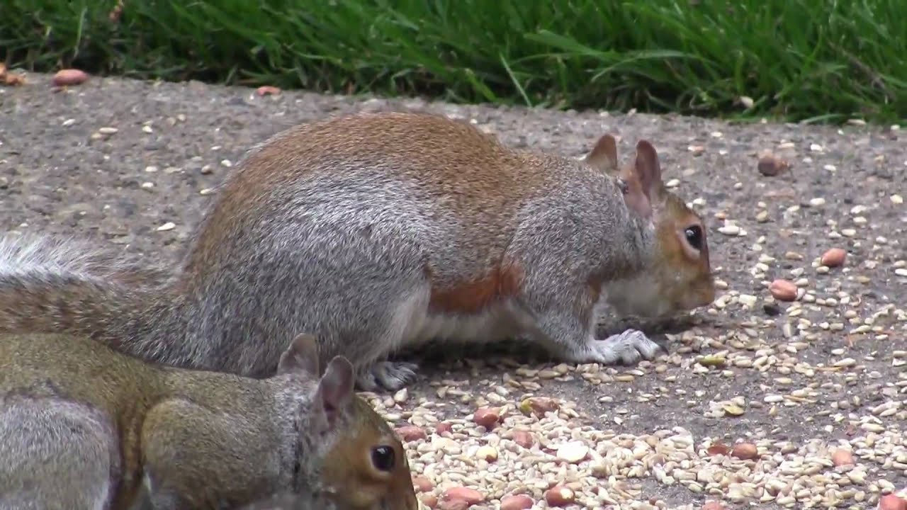Squirrel! Canon Vixia HF S20 HD - YouTube
