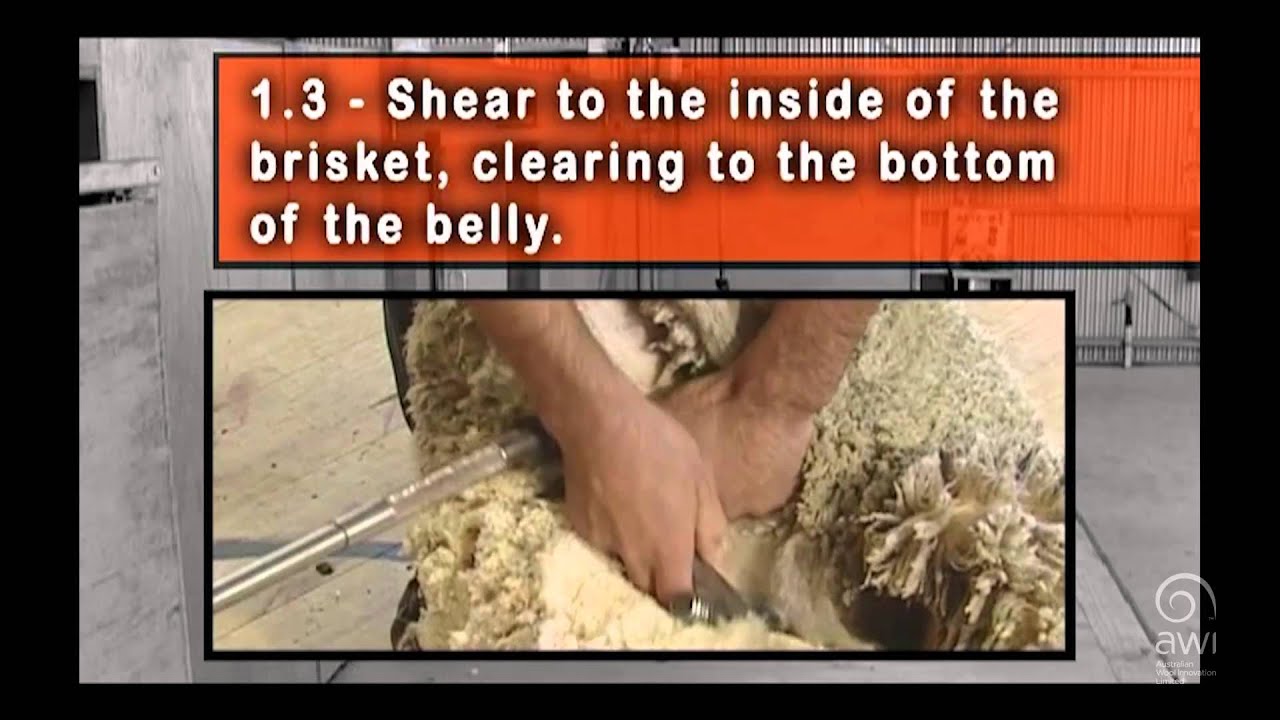 AWI Novice Shearing Positions - Belly Shearing Instruction - YouTube