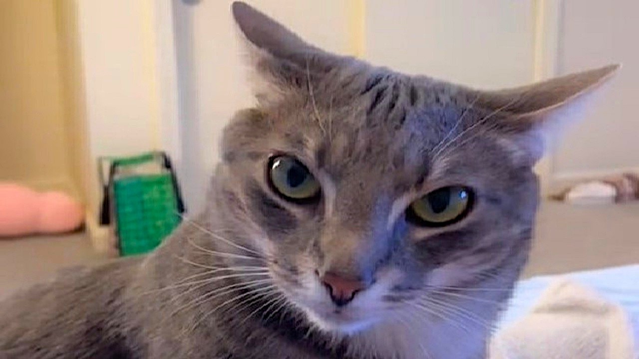 Cat threat - YouTube