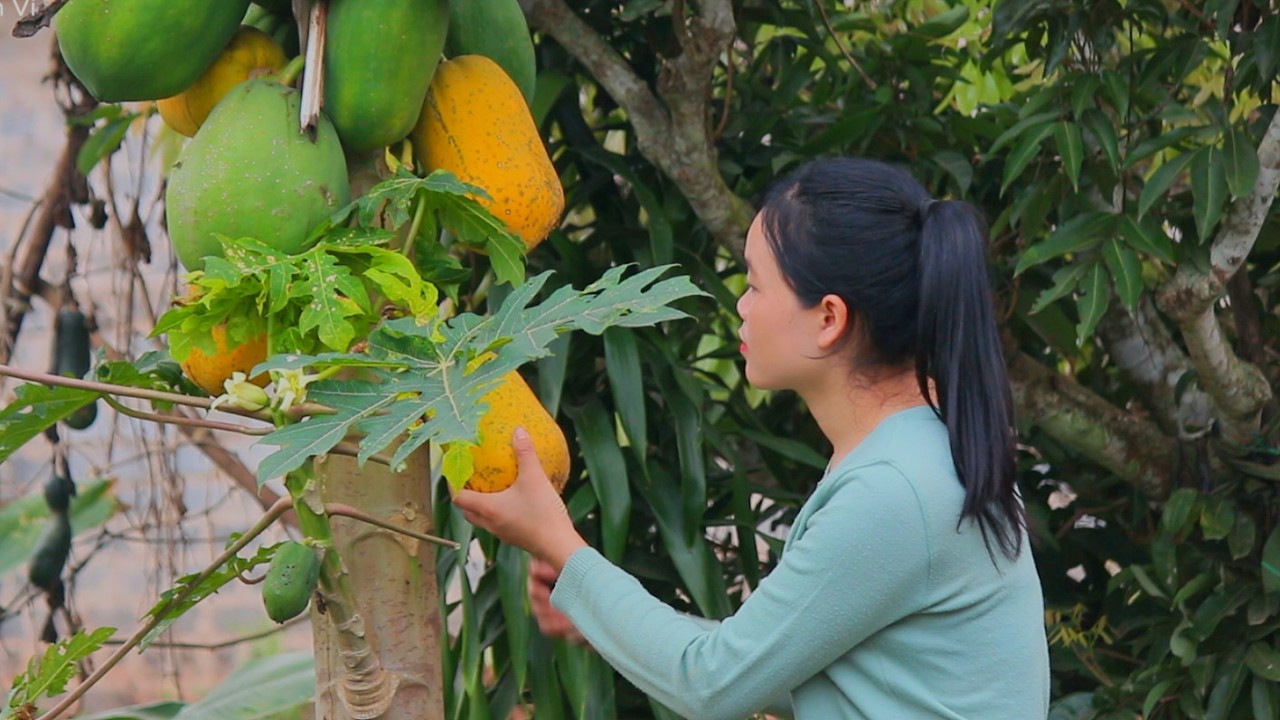 Harvesting Wild Papayas, Selling at the Market, and Cooking Pork Leg Papaya Soup | Tham Vi - YouTube